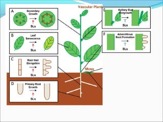 STRIGOLACTONES IN PLANT SIGNAL TRANSDUCTION AND DEVELOPMENT | PPT