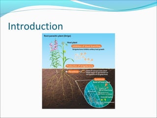 STRIGOLACTONES IN PLANT SIGNAL TRANSDUCTION AND DEVELOPMENT | PPT