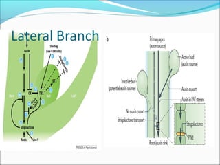 STRIGOLACTONES IN PLANT SIGNAL TRANSDUCTION AND DEVELOPMENT | PPT