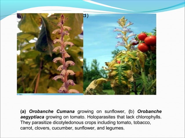 STRIGOLACTONES IN PLANT SIGNAL TRANSDUCTION AND DEVELOPMENT | PPT ...