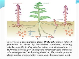 STRIGOLACTONES IN PLANT SIGNAL TRANSDUCTION AND DEVELOPMENT | PPT