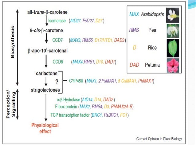 STRIGOLACTONES IN PLANT SIGNAL TRANSDUCTION AND DEVELOPMENT | PPT ...