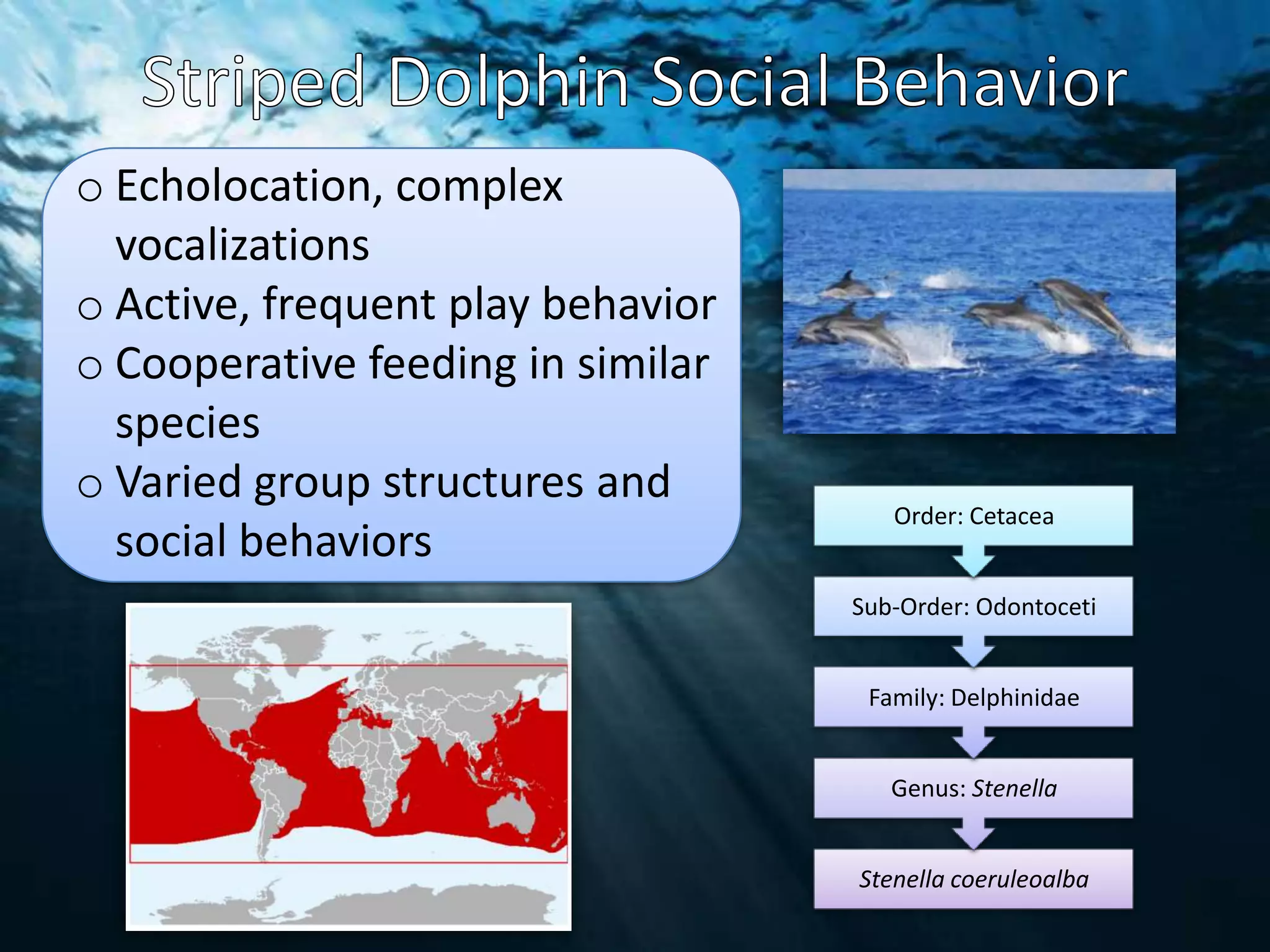 Striped Dolphin Social Behavior | PPT