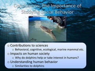 Striped Dolphin Social Behavior | PPTX