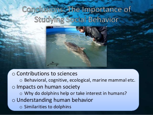 Striped Dolphin Social Behavior