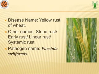 Stripe rust | PPTX