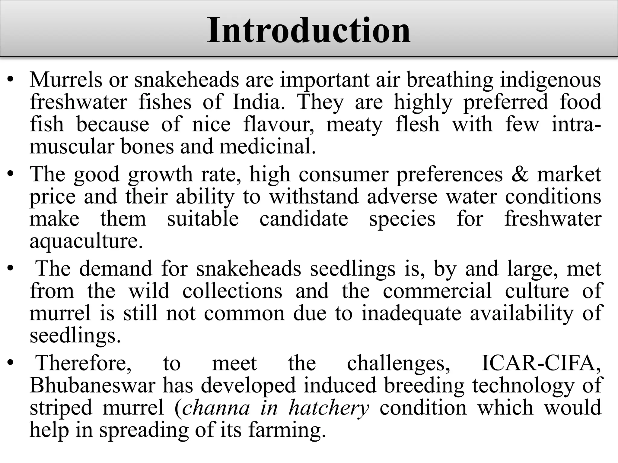 Strippped murrel seed production & rearing | PPTX