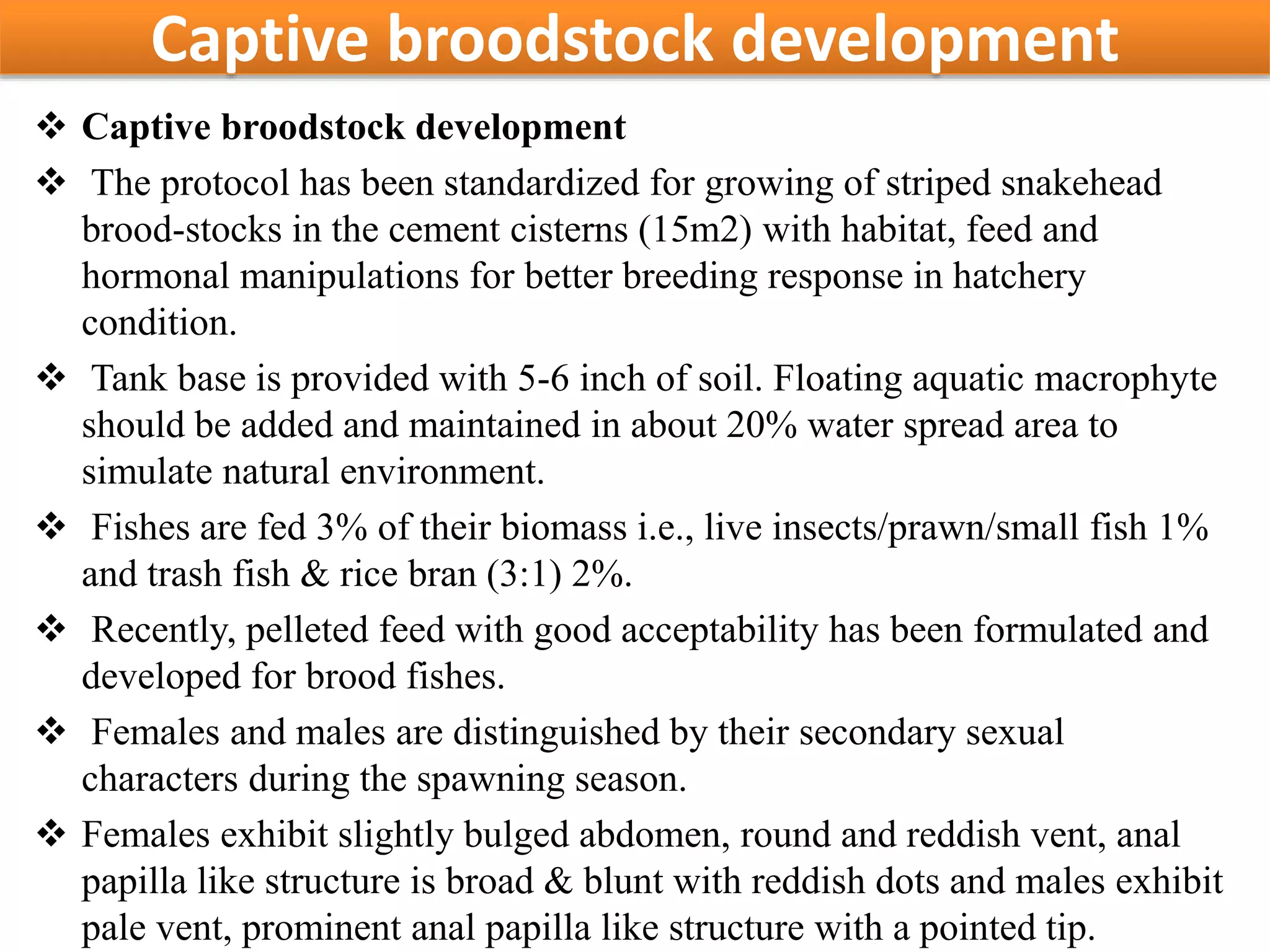 Strippped murrel seed production & rearing | PPTX