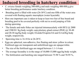 Strippped murrel seed production & rearing | PPTX