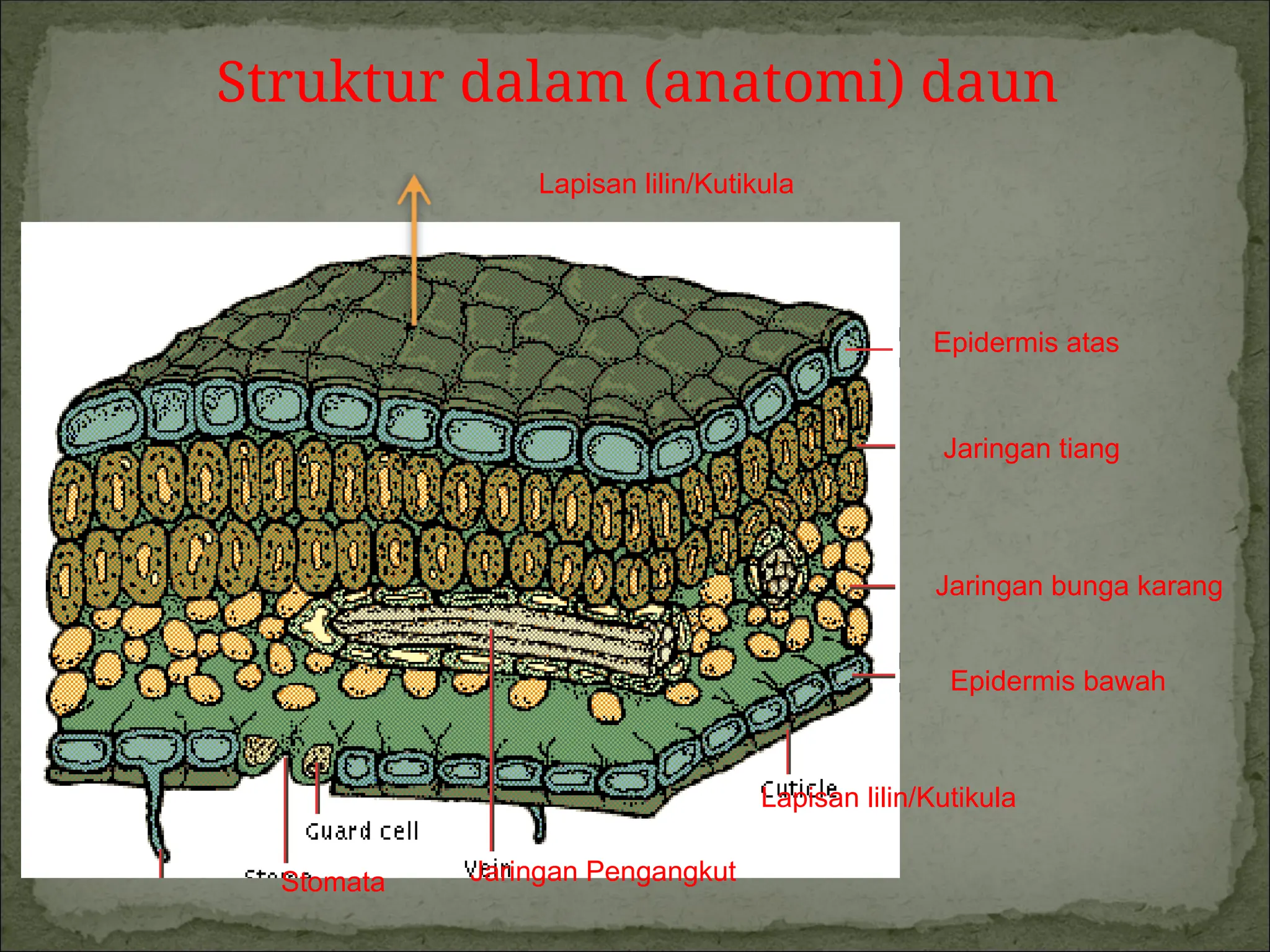 STRUKTUR DAN FUNGSI JARINGAN MELIPUTI AKAR, BATANG, DAUN, BUNGA, BUAH ...