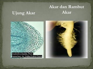 STRUKTUR DAN FUNGSI JARINGAN MELIPUTI AKAR, BATANG, DAUN, BUNGA, BUAH ...