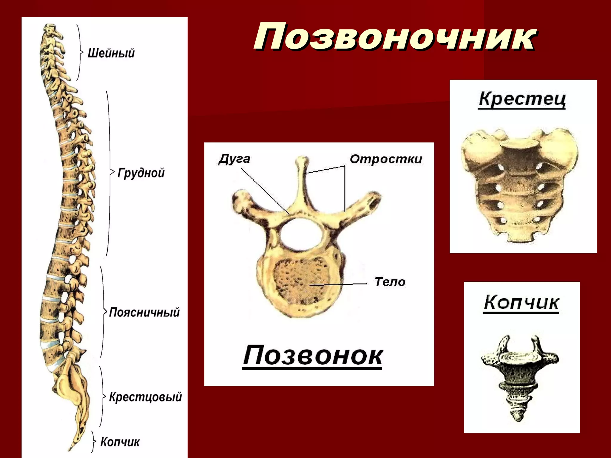 Stroenie skeleta | PPT