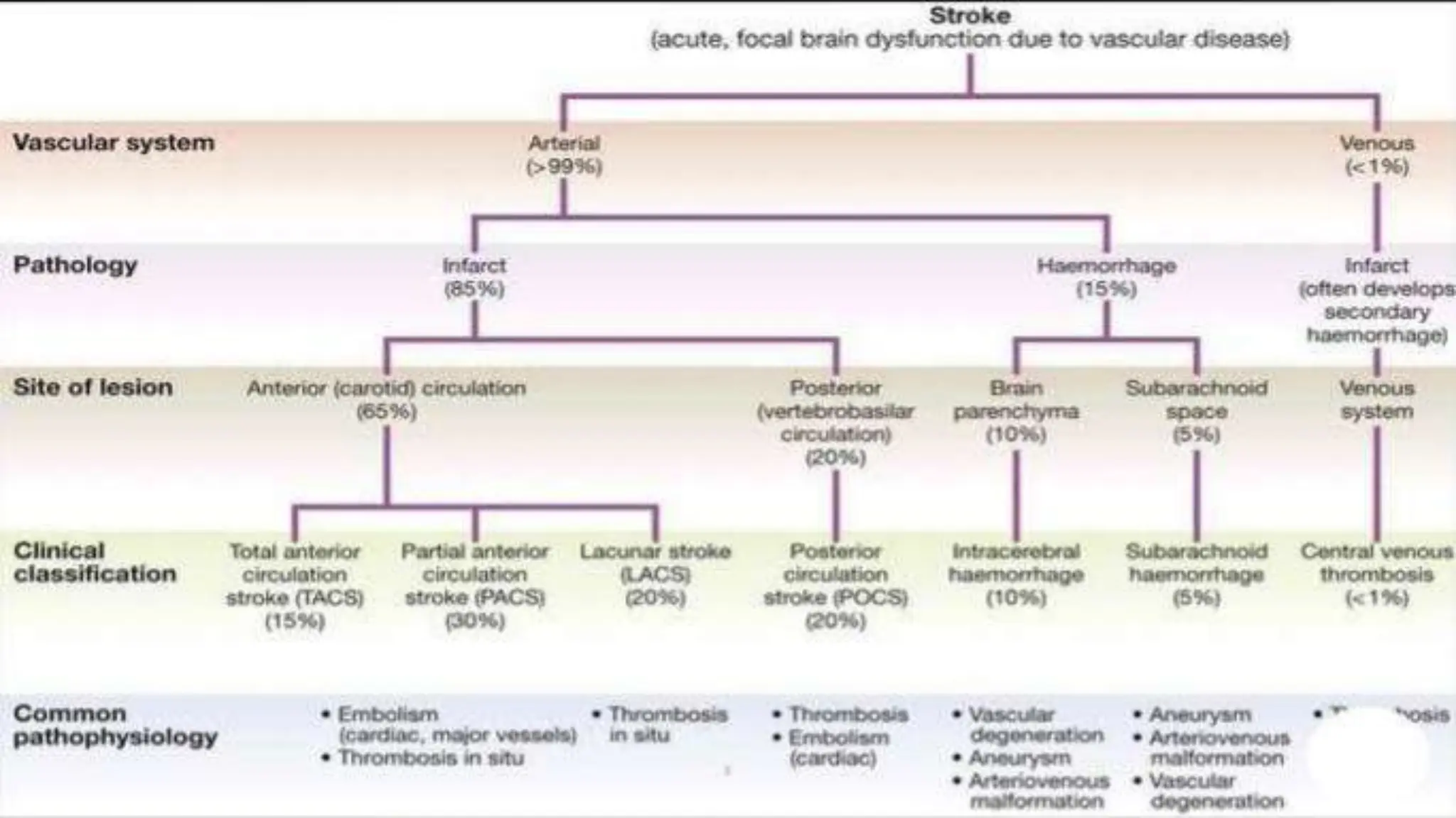 stroke presentation that covers every aspect of Focal neurological ...