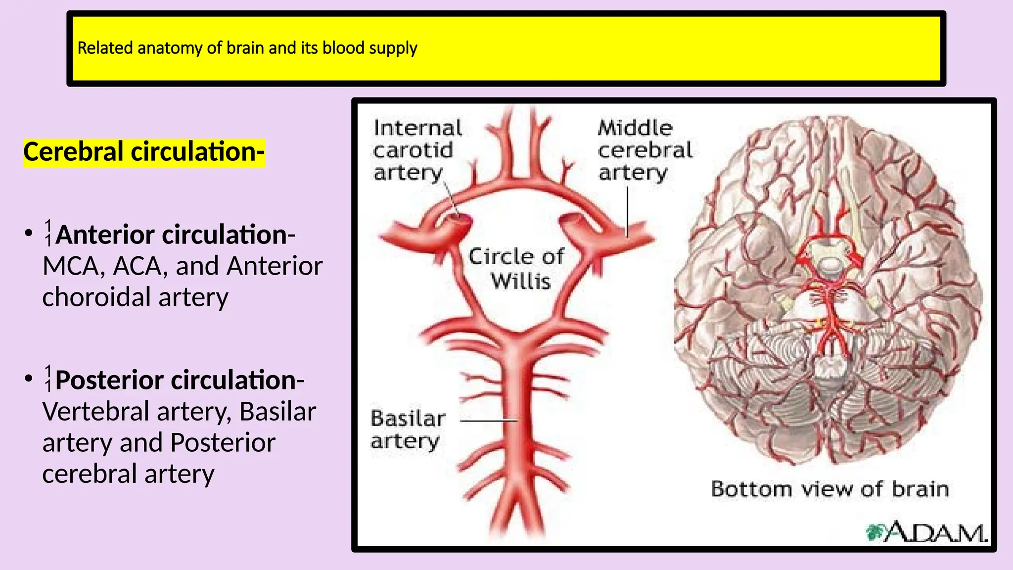 stroke. cardiovascular accident and stroke | PPTX