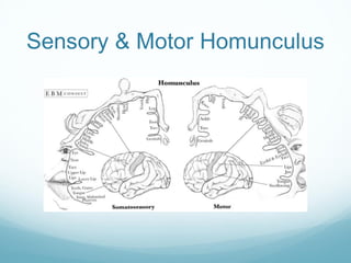 stroke-syndromes.pdf