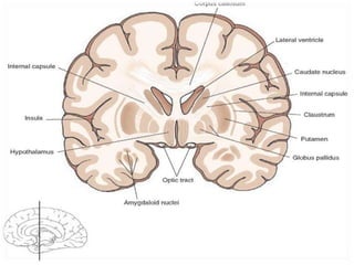 Stroke is preventable and curable | PPTX