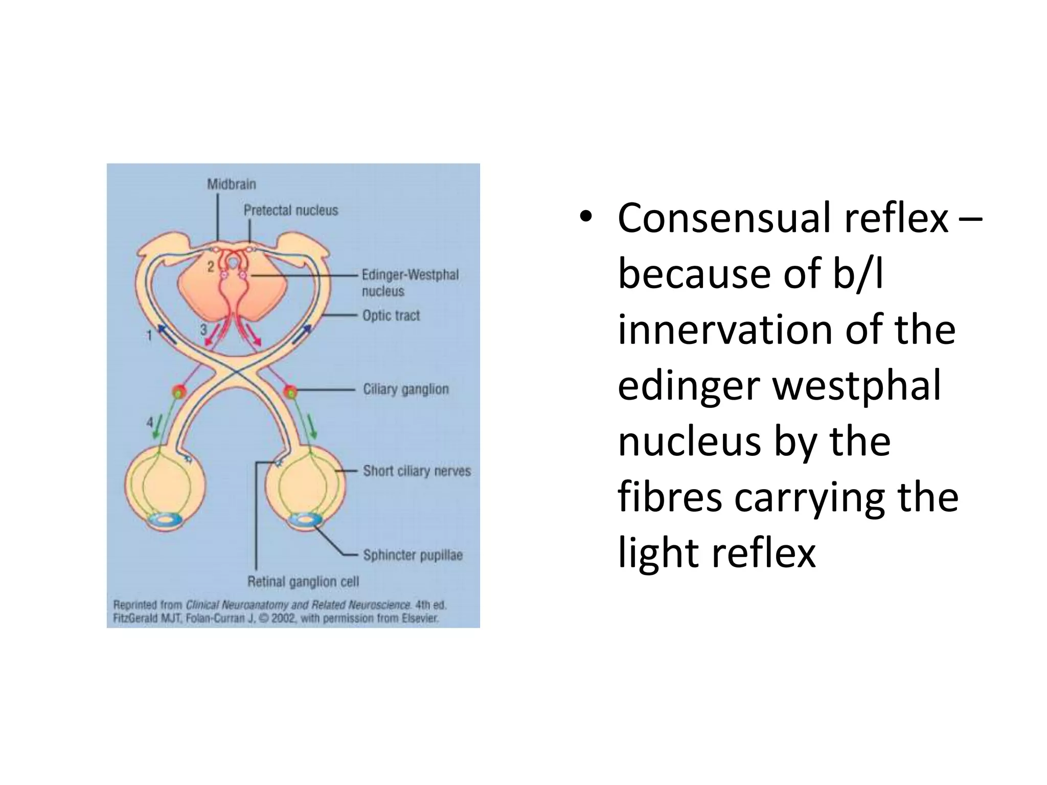 Stroke localization | PPTX