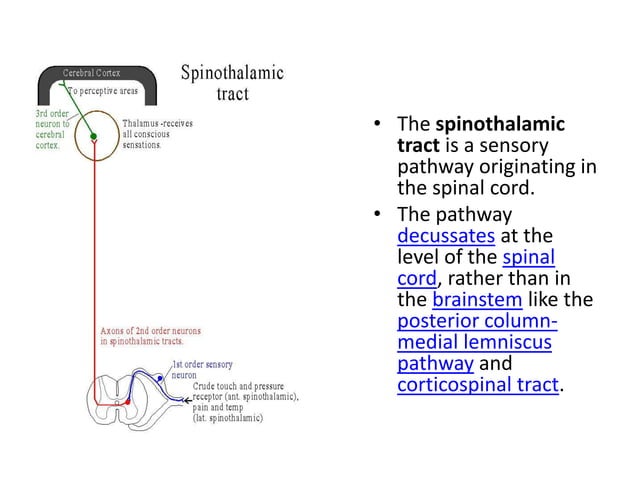 Stroke localization | PPTX | Blood Disorders | Diseases and Conditions