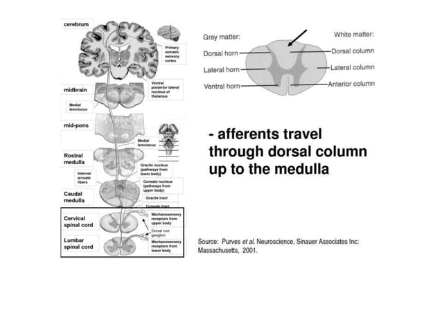Stroke localization | PPTX | Blood Disorders | Diseases and Conditions