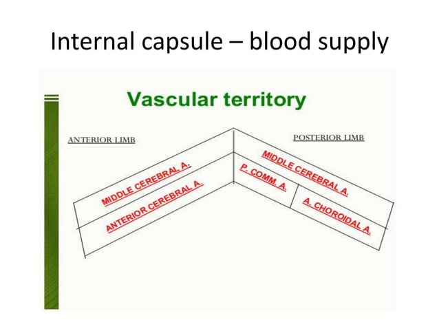 Stroke localization | PPTX | Blood Disorders | Diseases and Conditions