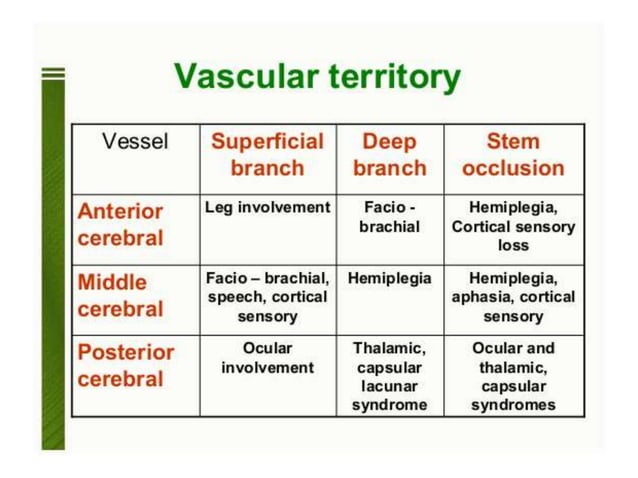 Stroke localization | PPTX | Blood Disorders | Diseases and Conditions