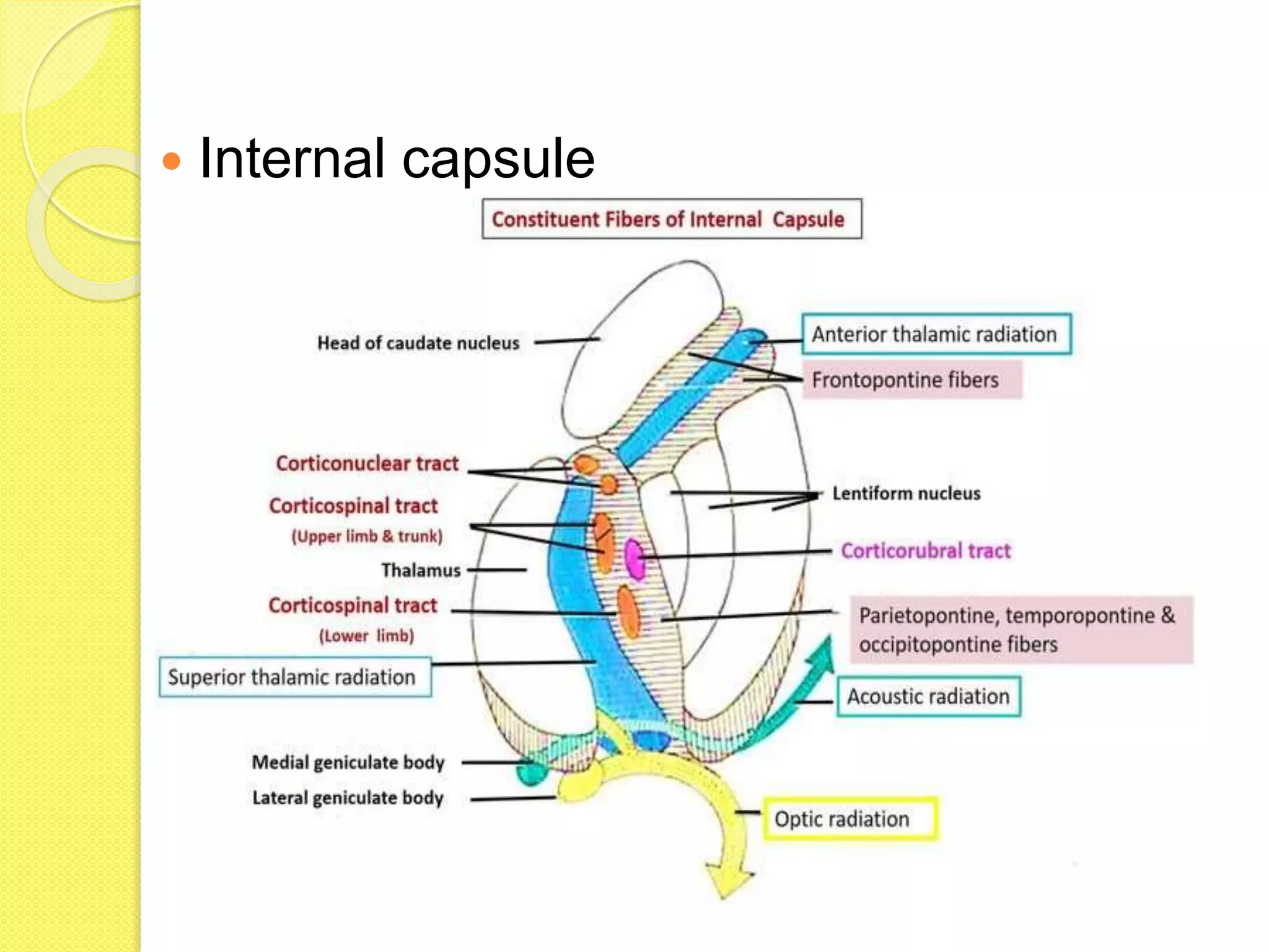Stroke localization by Dr. Md. firoz | PPTX