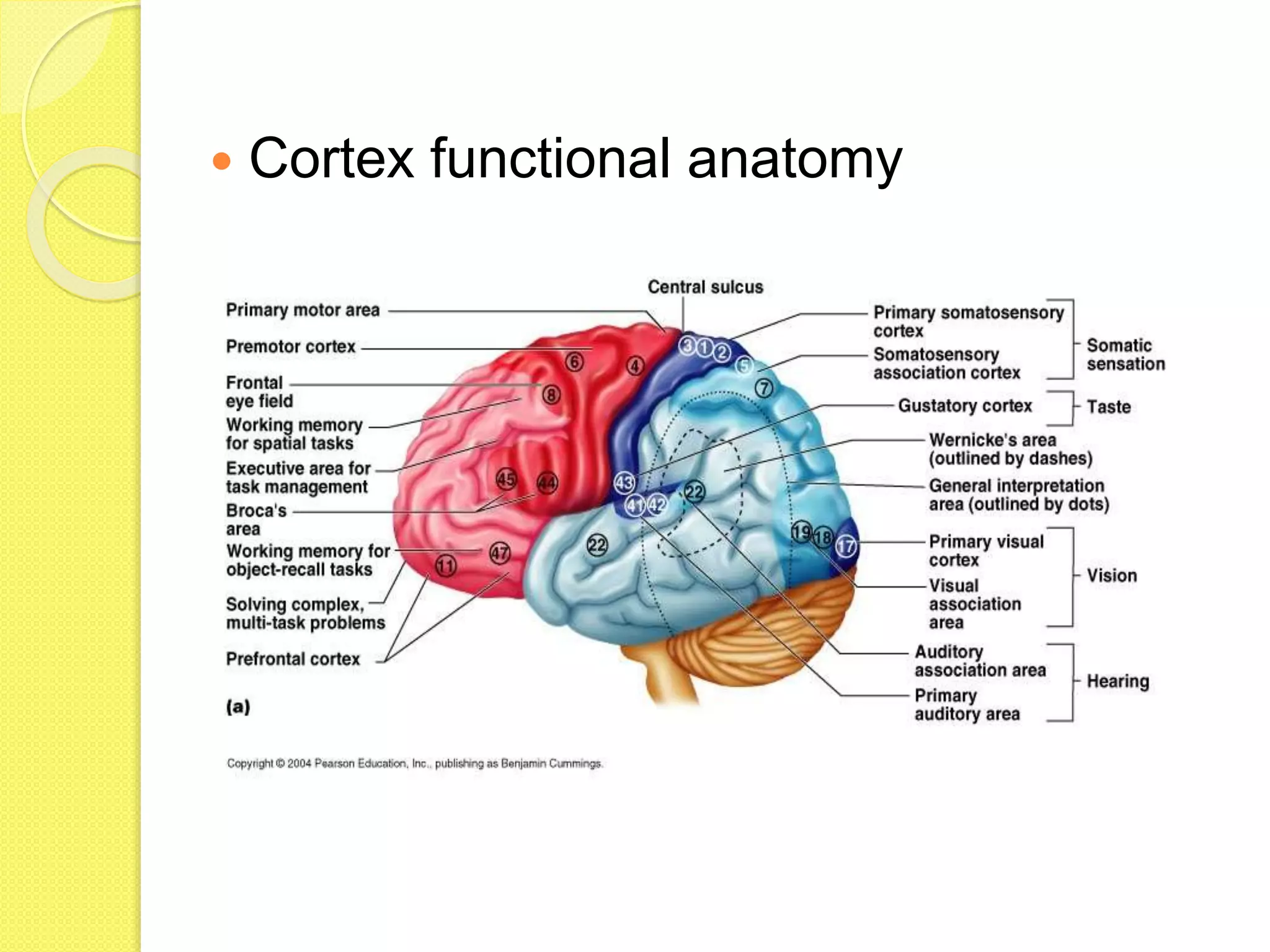 Stroke localization by Dr. Md. firoz | PPTX