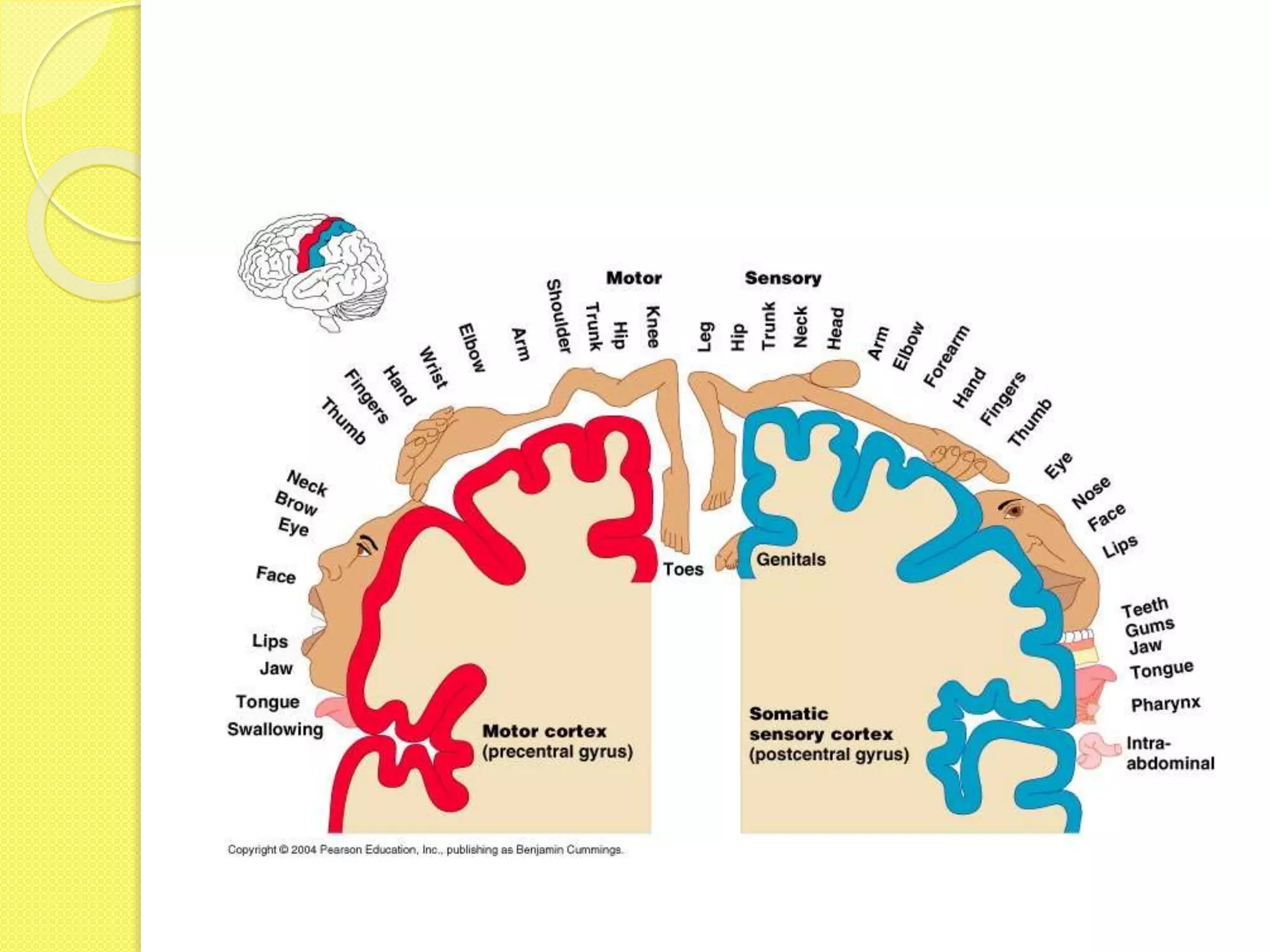 Stroke localization by Dr. Md. firoz | PPTX