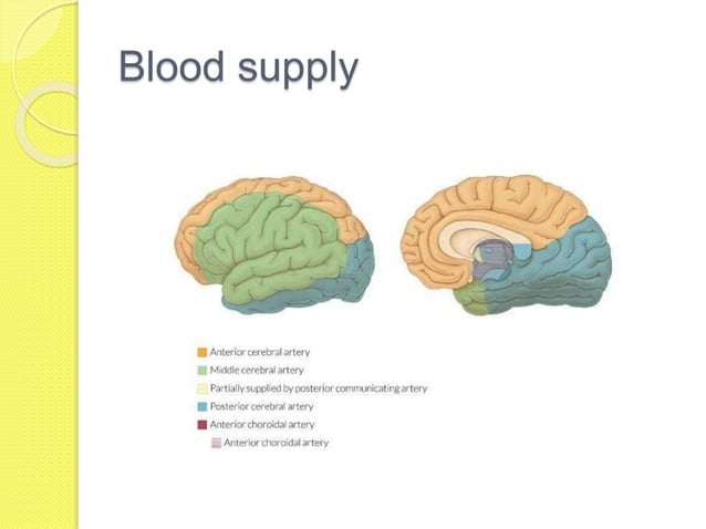 Stroke localization by Dr. Md. firoz | PPTX | Brain and Nervous System ...