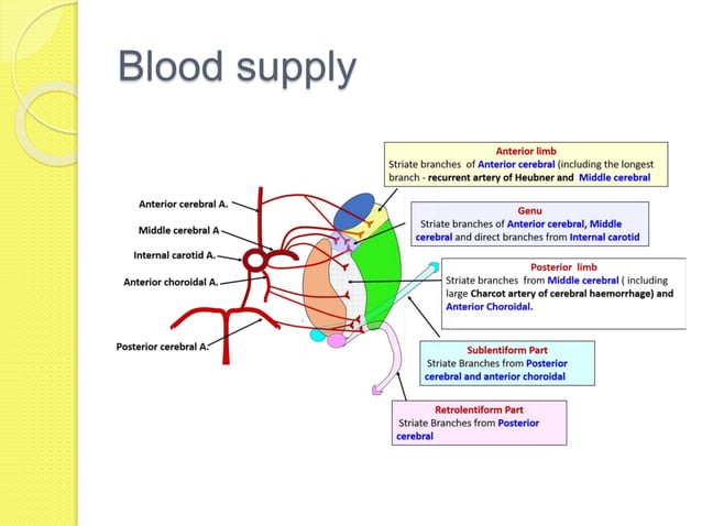 Stroke localization by Dr. Md. firoz | PPTX | Brain and Nervous System Disorders | Diseases and ...