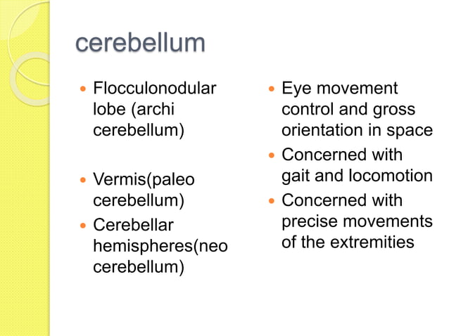 Stroke localization by Dr. Md. firoz | PPTX | Brain and Nervous System ...