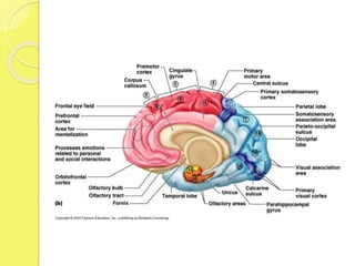Stroke localization by Dr. Md. firoz | PPTX