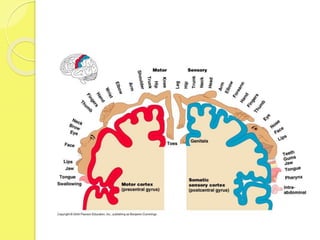 Stroke localization by Dr. Md. firoz | PPTX