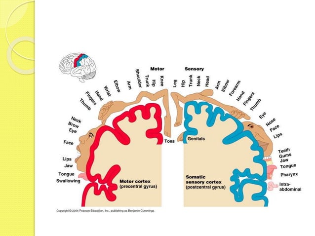 Stroke localization by Dr. Md. firoz | PPTX | Brain and Nervous System ...