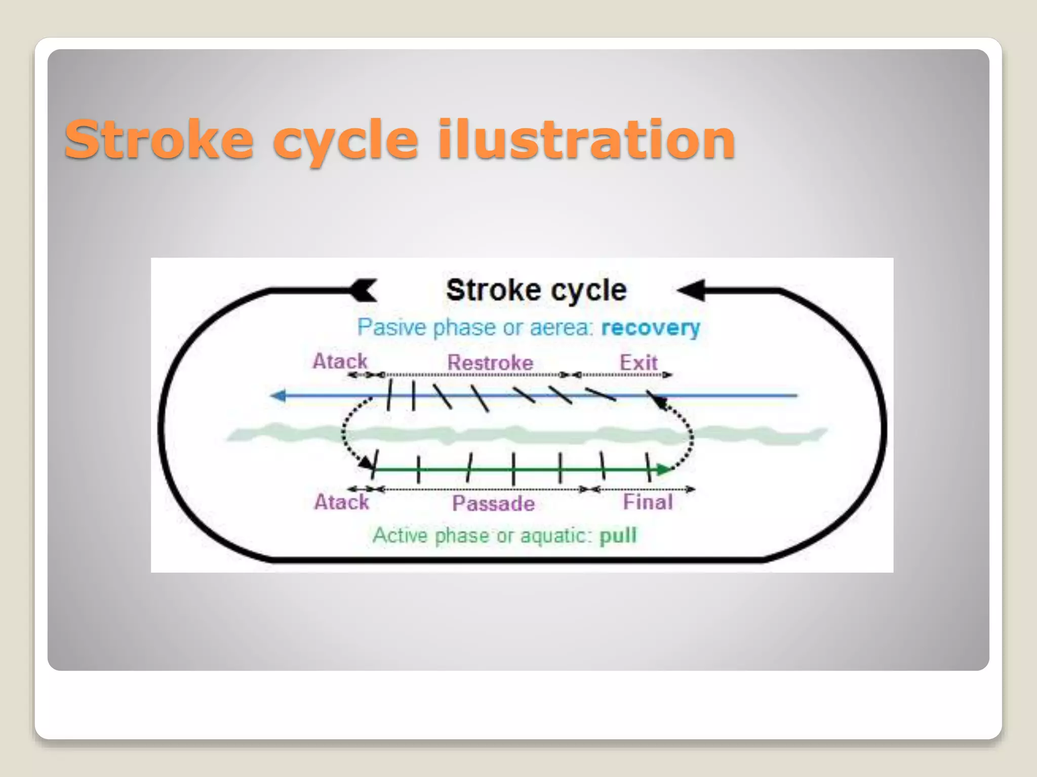 Stroke phases in rowing | PPTX