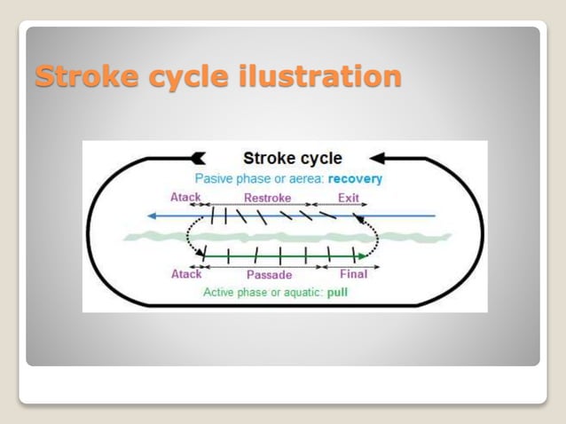 Stroke phases in rowing | PPT