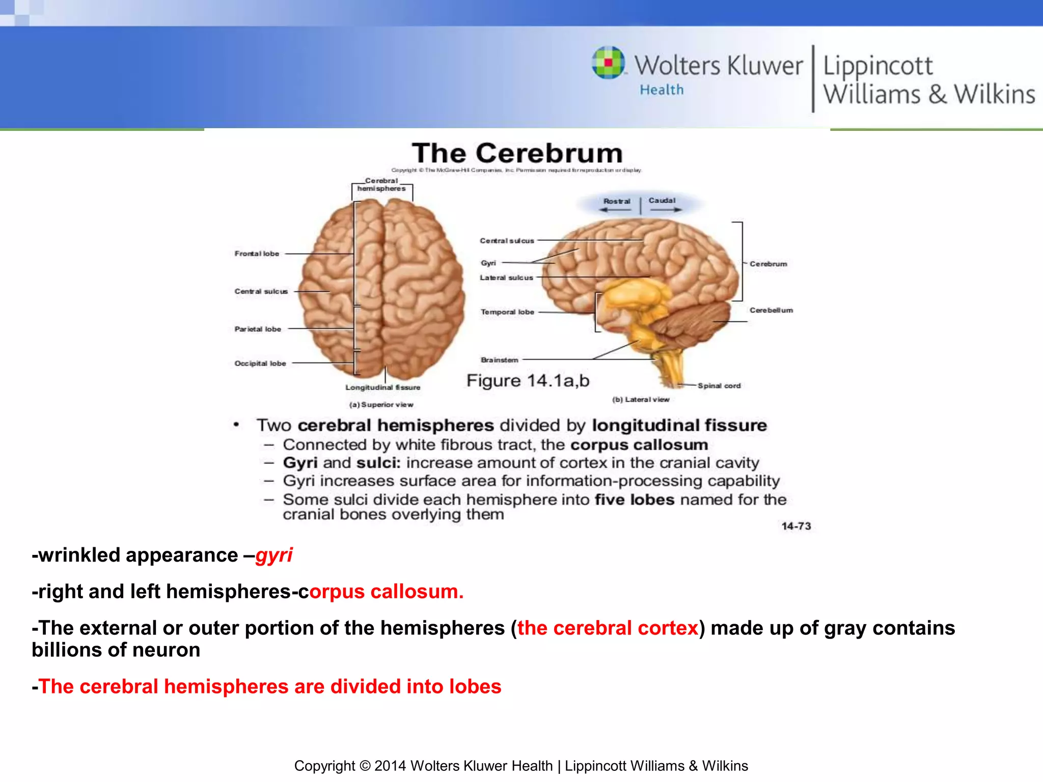 stroke presentation.ppt
