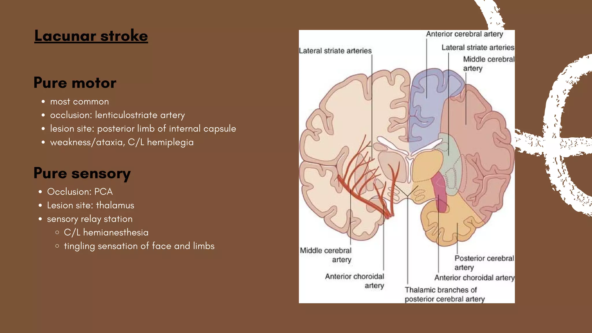 Cerebrovascular Accident (CVA) | PDF | Brain and Nervous System ...