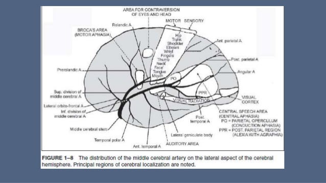 Stroke syndromes