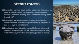 Stromatolites | PPTX