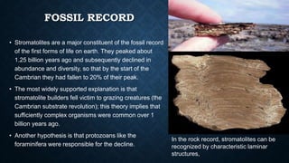 Stromatolites | PPTX