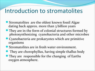 Stromatolites and its stratigraphic implications | PPT