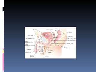 Strong6 ppt ch04 | PPT