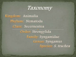 Strongylida | PPTX | Infectious Diseases | Diseases and Conditions