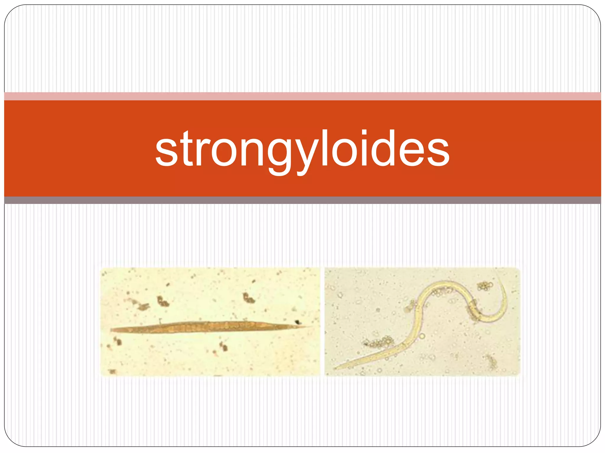 Strongyloides | PPTX