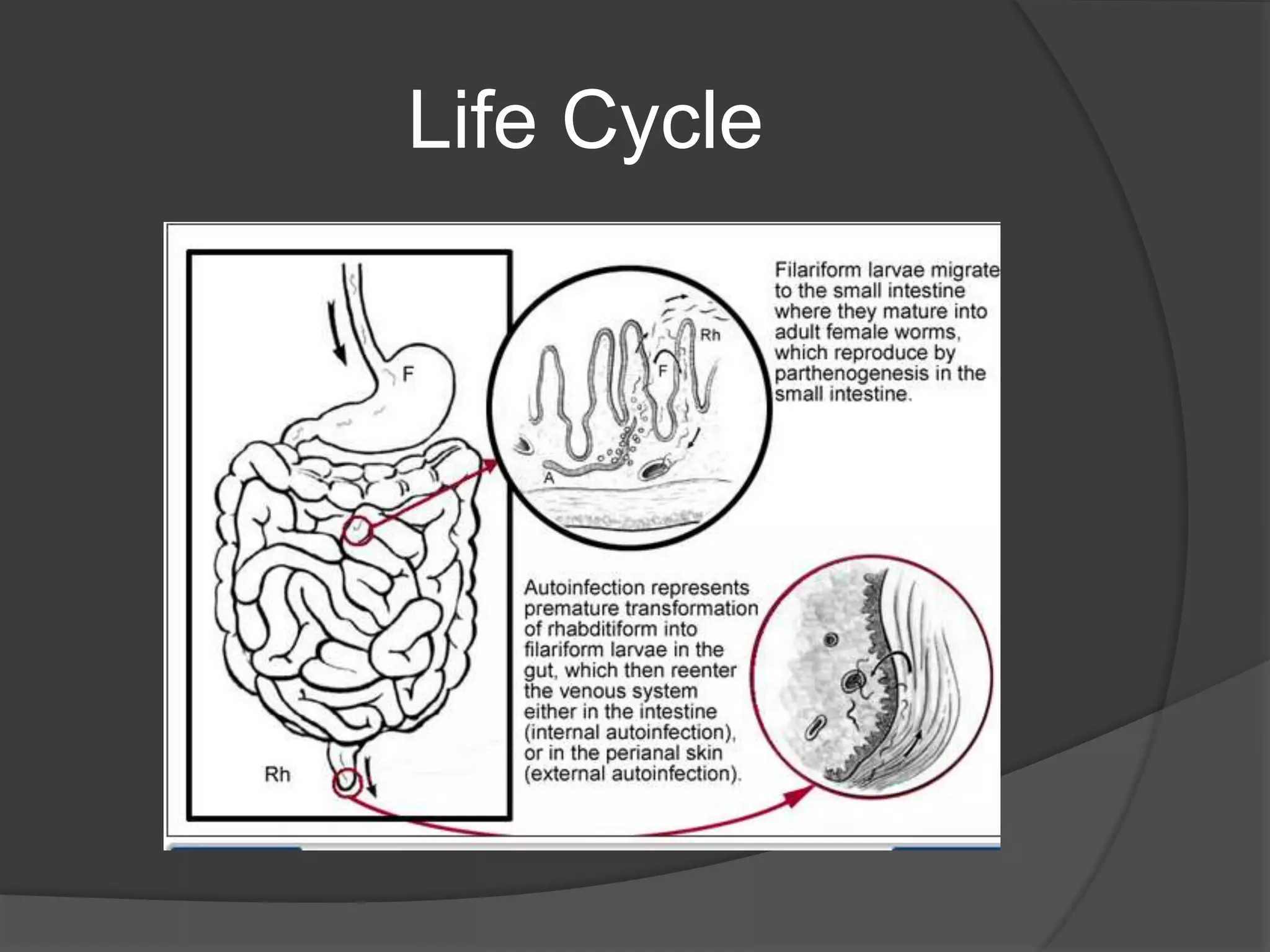 Strongyloides | PPTX