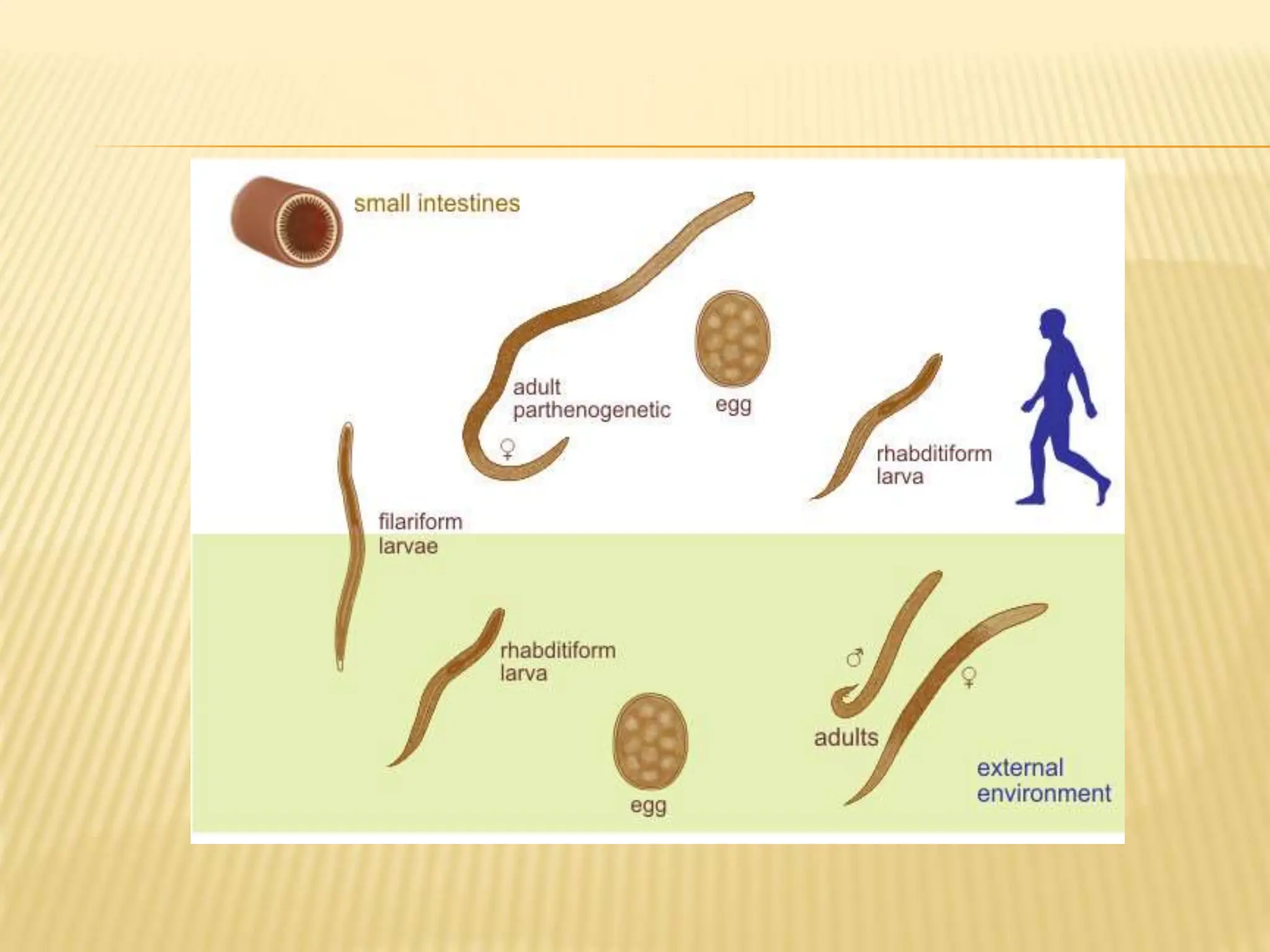 Powerpoint strongyloides stercoralis.ppt