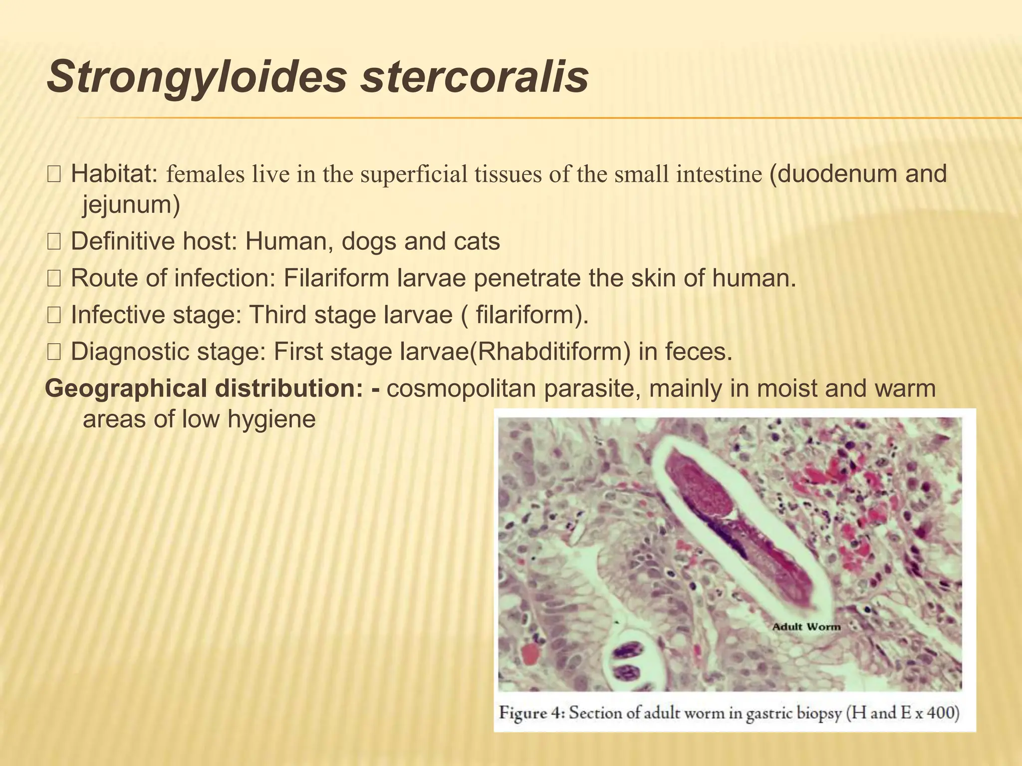 Powerpoint strongyloides stercoralis.ppt