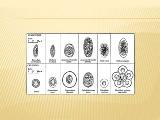 Powerpoint strongyloides stercoralis.ppt