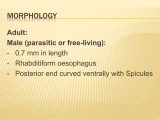 Powerpoint strongyloides stercoralis.ppt